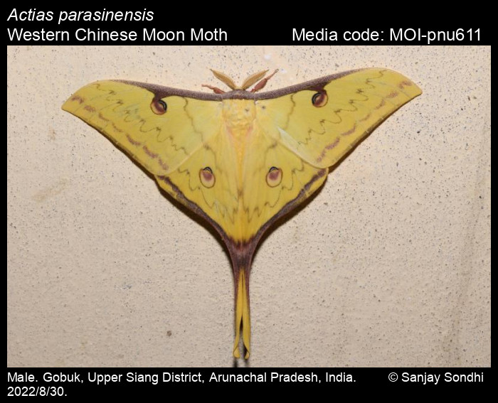 Actias parasinensis Brechlin, 2009 - Western Chinese Moon Moth | Moths